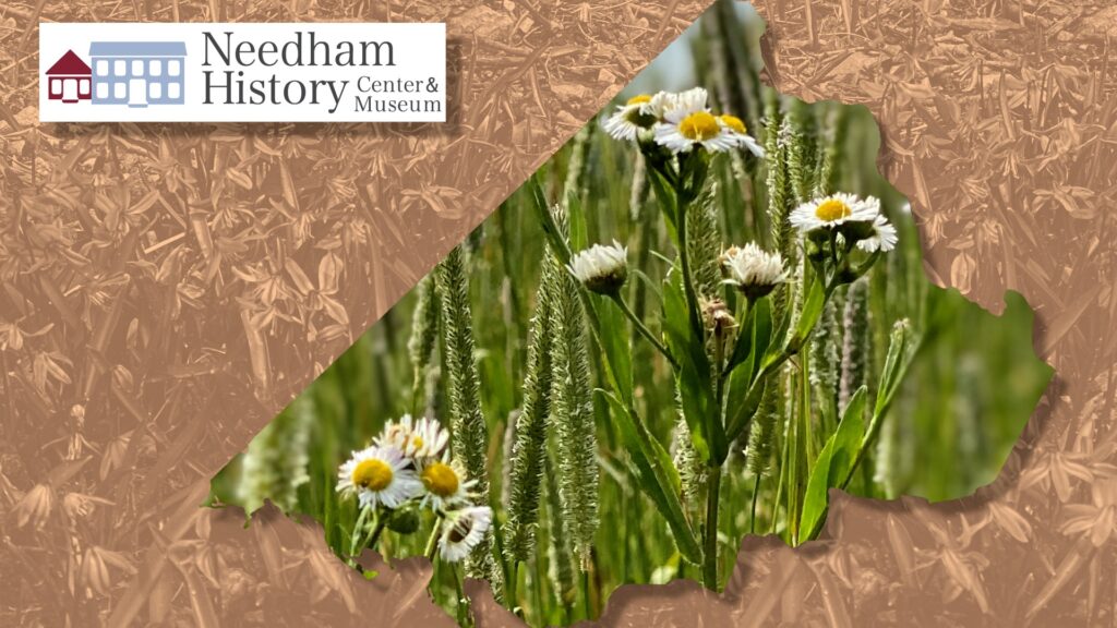Needham History: The Noyes/Fuller Herbaria – Needham Local