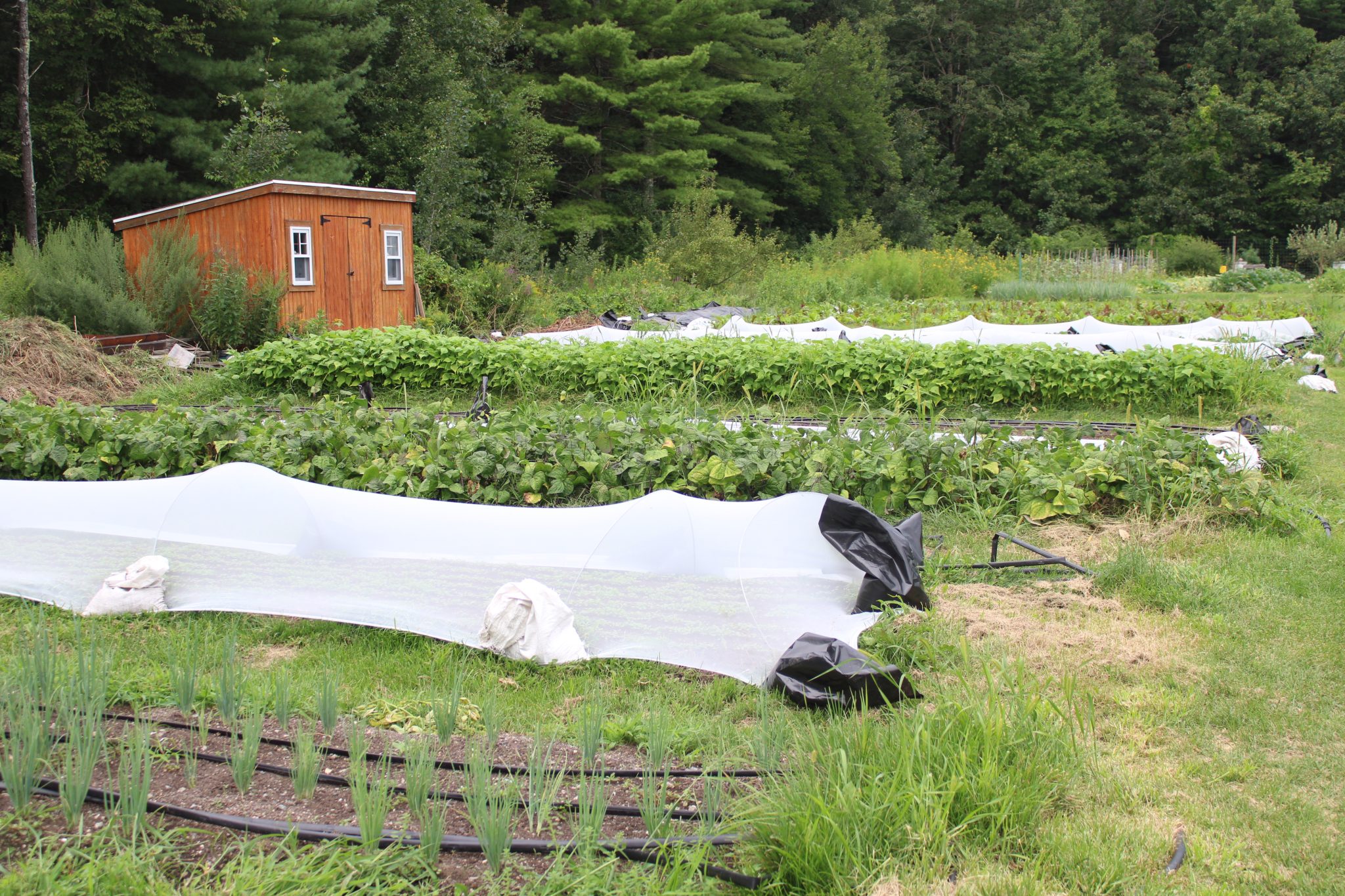 ‘Small Farm with a Mighty Heart’: Summer Growth at Needham Community ...