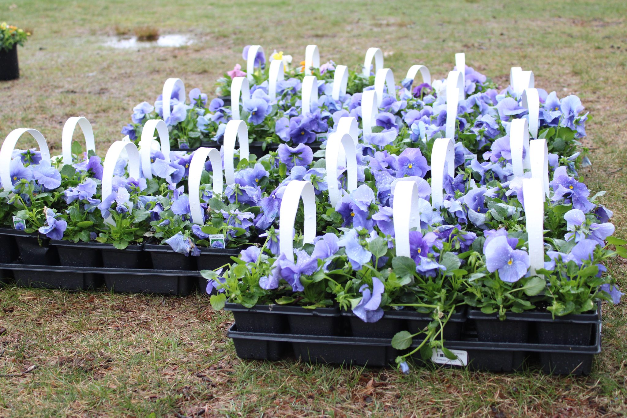 Needham in Bloom During Pansy Day – Needham Local